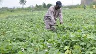 EDC and AGRA Launch Platform to Link Agric-SMEs with Funders ...